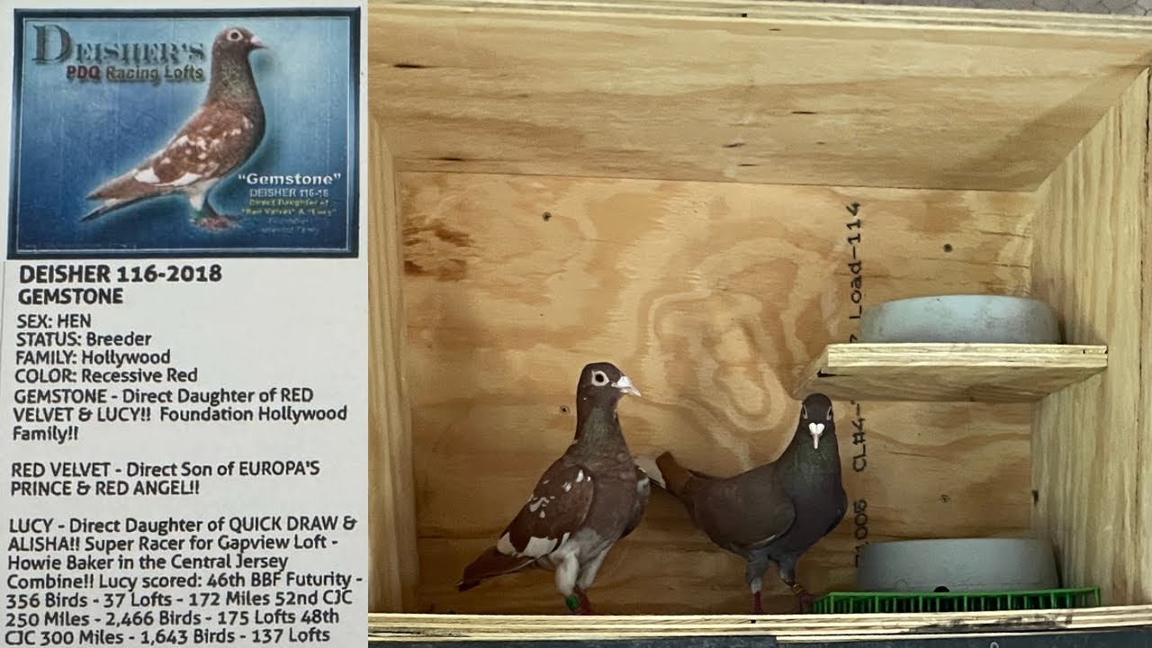 2025 Racing Pigeons Update | NEW RECESSIVE RED PIGEON (DEISHER ...