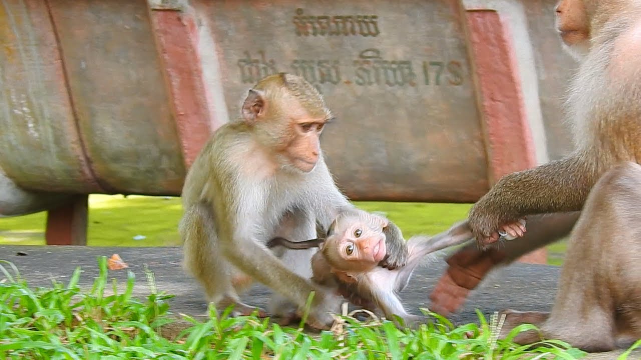 What is so special about baby Pedro that the two monkeys are so compete ...