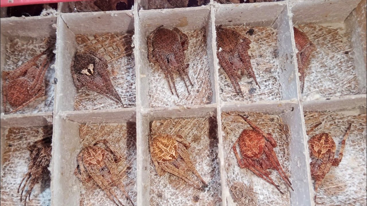 Pagbabalik ng mga Gagamba - naparami ata gagamba sa bundok ngayon ...