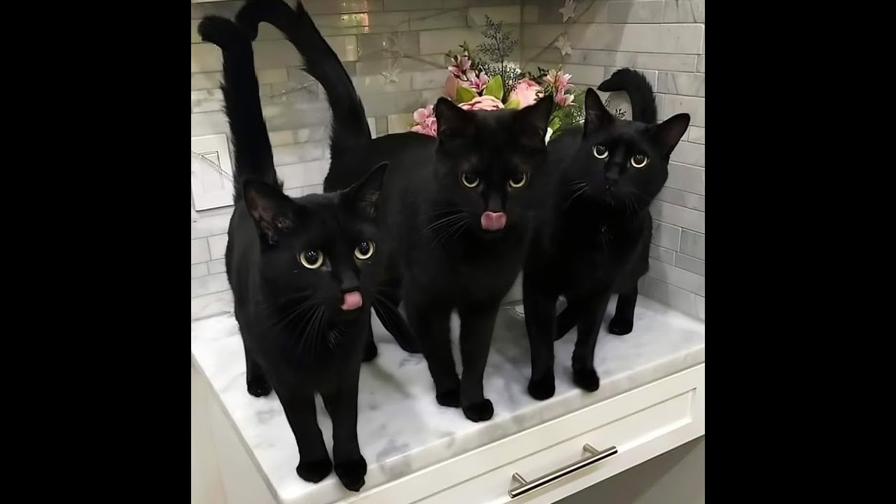 😺 Cats are bandits! 🐈 Funny video with cats and kittens for a good mood ...