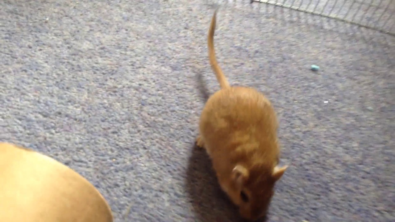 GERBIL RUN VOL3 - YouTube