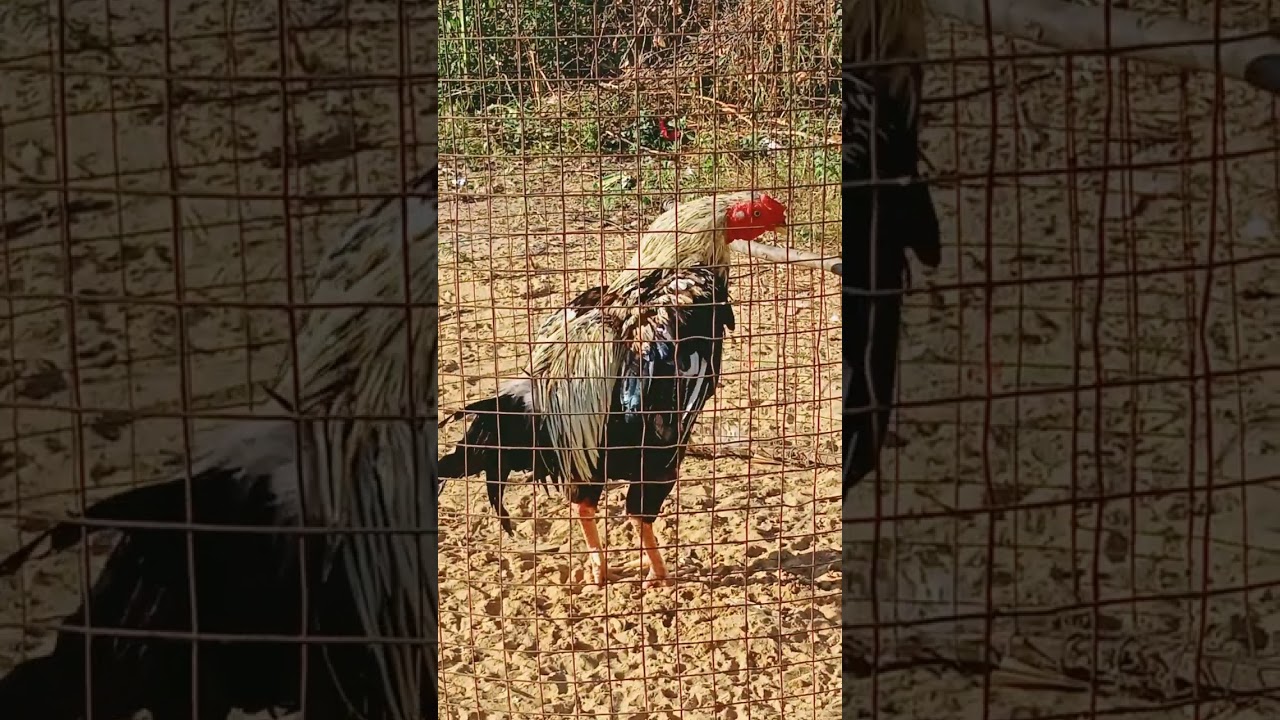 Aseel murga Java Aseel - YouTube