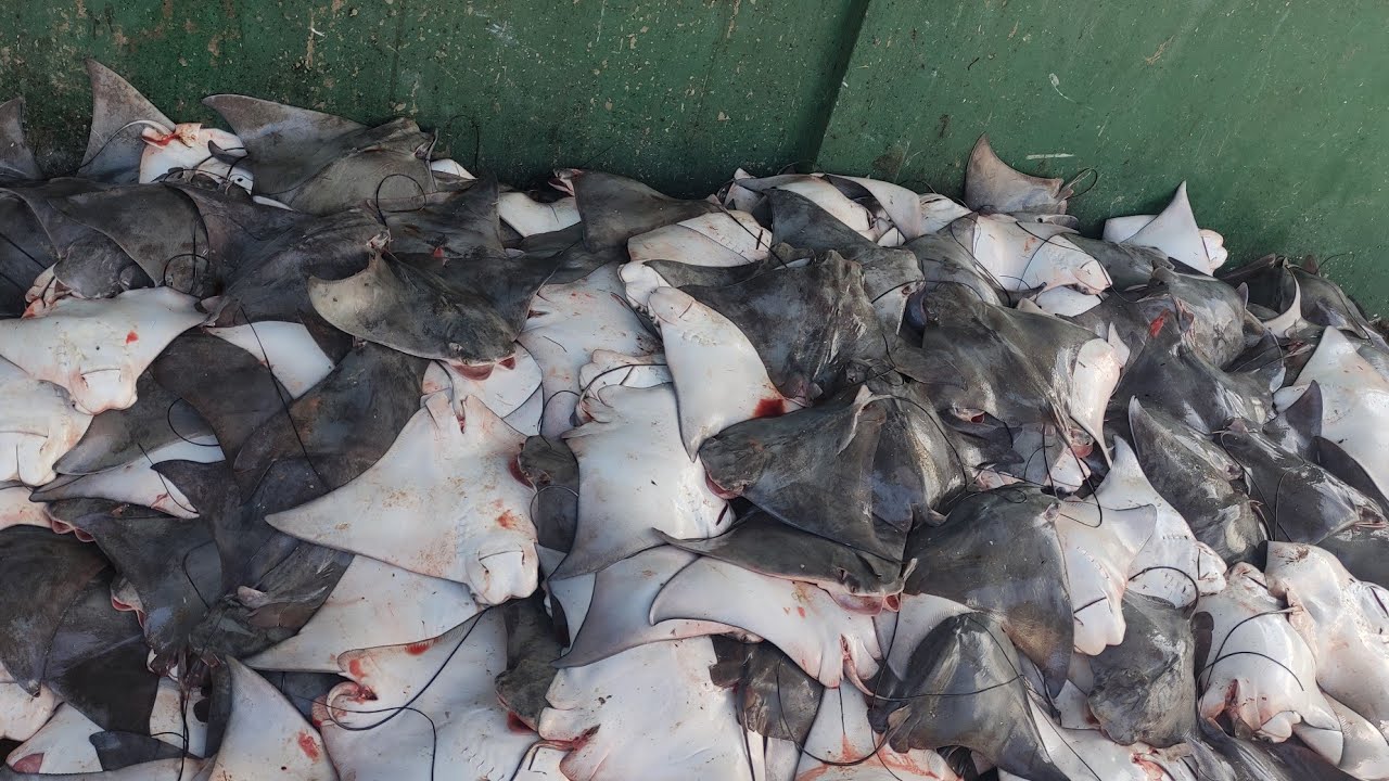 Amazing !! How One Person Cuts 1000 Ray Fish at Once | Traditional ...