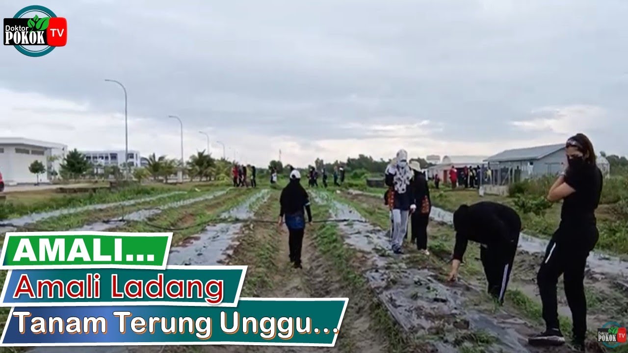 [ AMALI LADANG ] Tanam TERUNG Unggu Panjang | 14 Hari Selepas Tanam ...