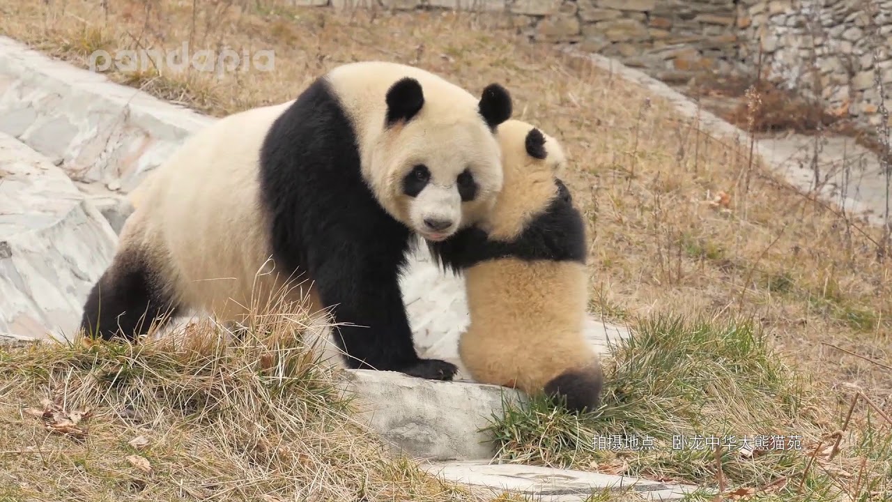 Panda Lin Bing and her cub in Wo Long - YouTube