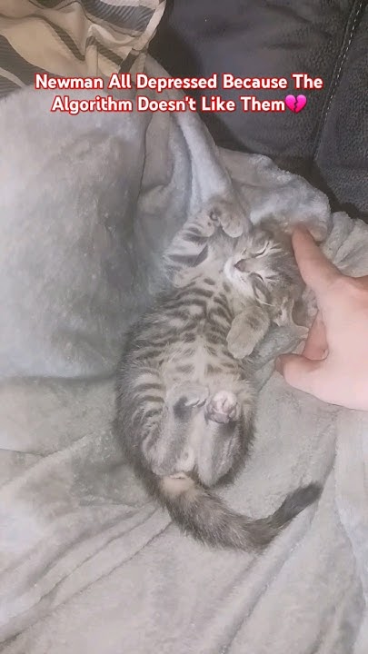 Meet The Most Adorable Kitten Ever 😻 Youtube