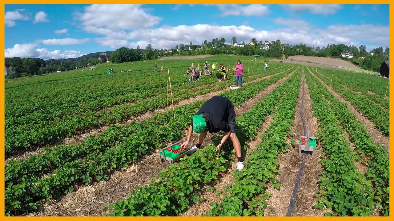 PICKING STRAWBERRIES AT AABY GÅRD IN NORWAY: FARM FRESH - YouTube