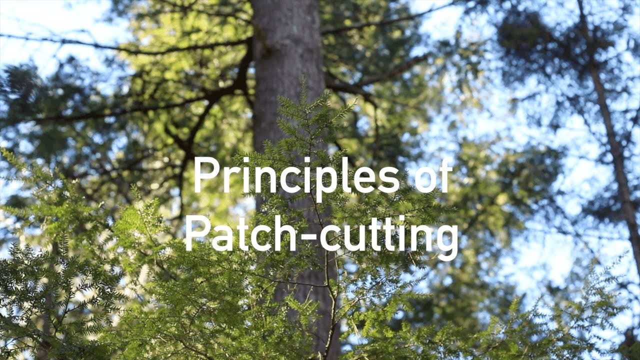 Principles of Patch Cutting - YouTube