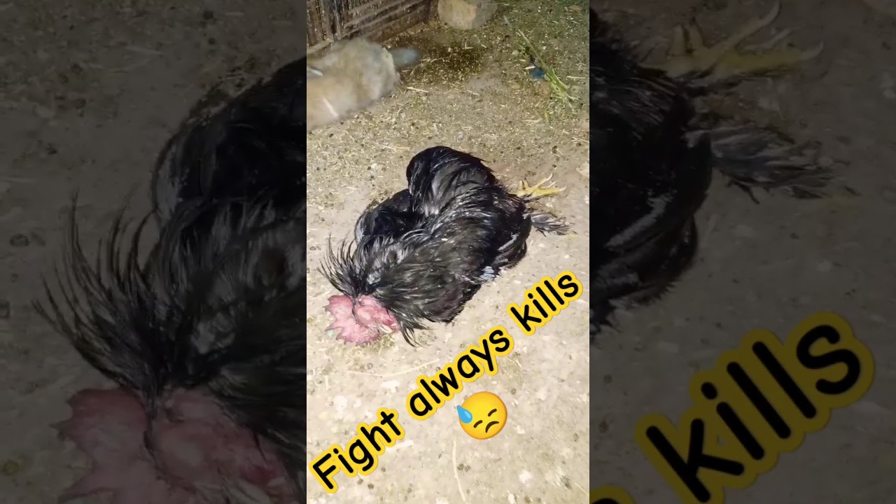 Fight always kill someone 😓#sad #died #minizoo #foryou #bantam #hens #chicken #garmi # ...