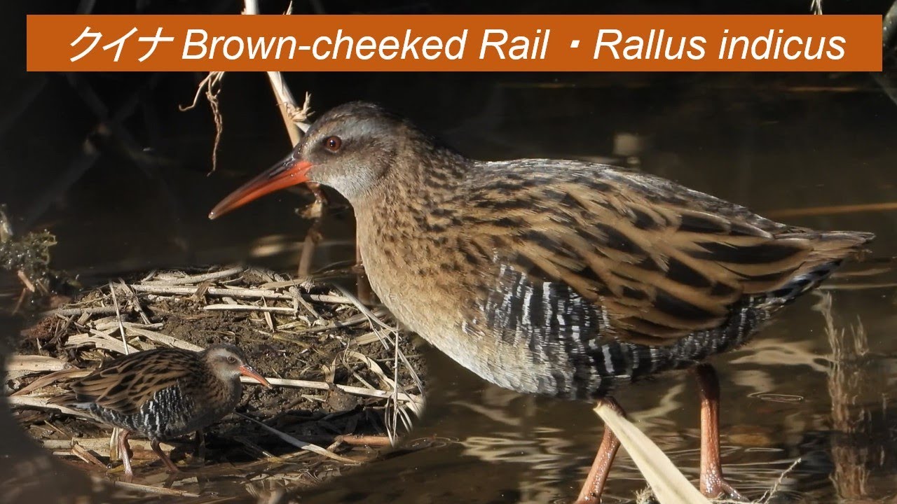半夜行性だが時々出てくる 『クイナ』 Brown cheeked-rail Rallus indicus - YouTube