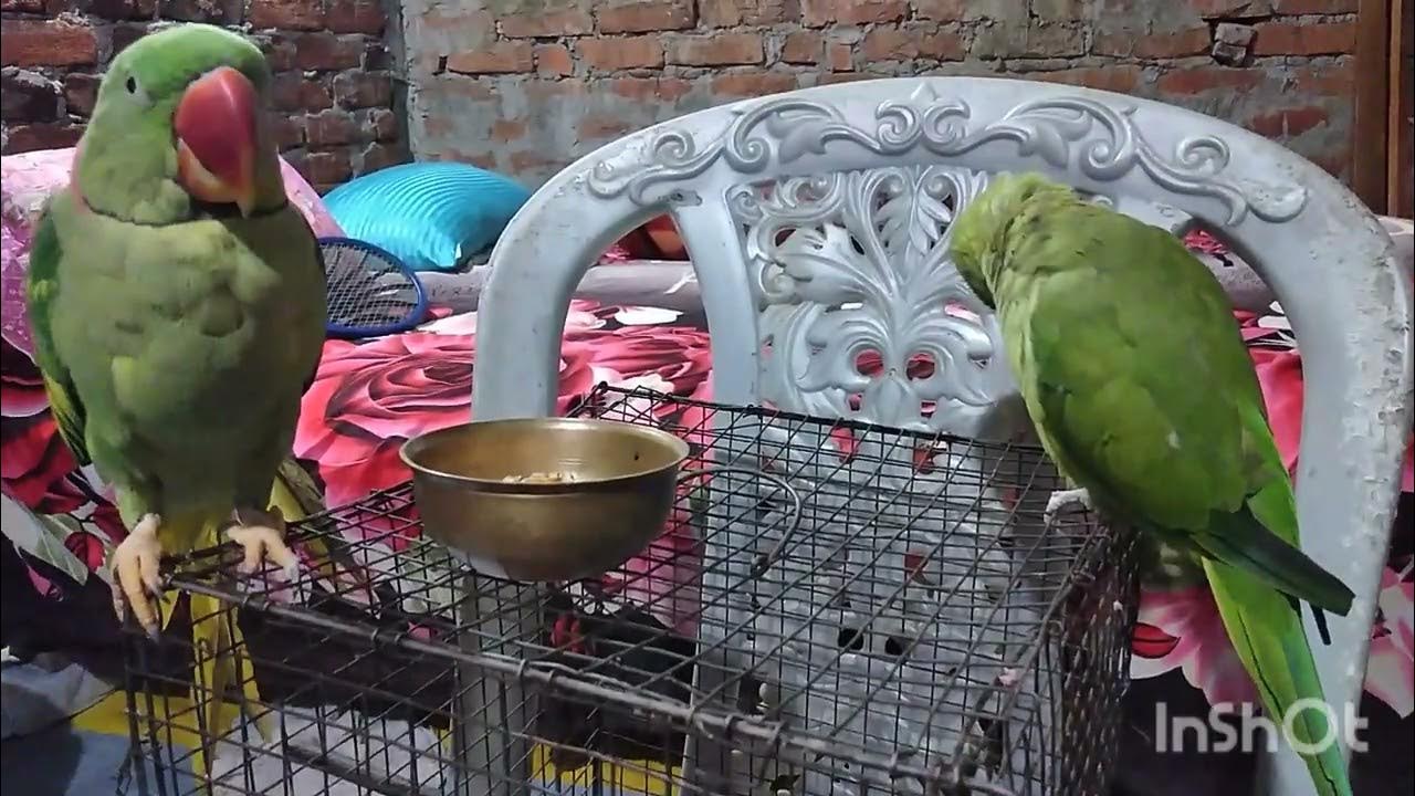 #parrots #kiwi#duggu#tiki💚💚💚🦜🦜🦜 - YouTube