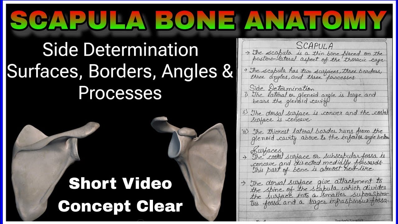 Anatomy of Scapula in short | Scapula bone anatomy | Scapula bone side ...