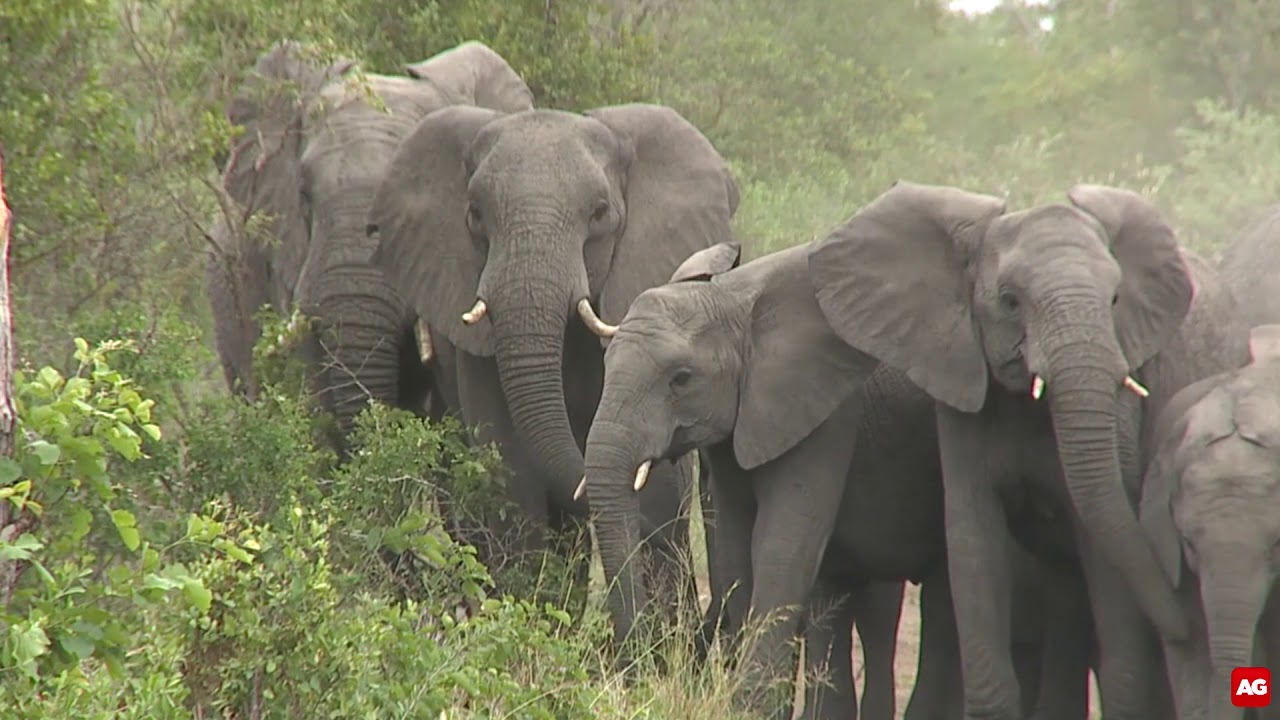 Elephants vs Wild dogs - YouTube