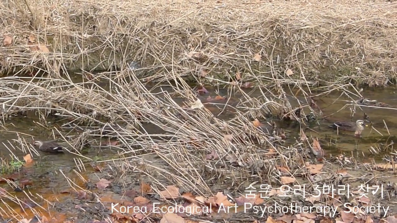 숨은 오리 3마리 찾기 7초 hidden duck search - YouTube