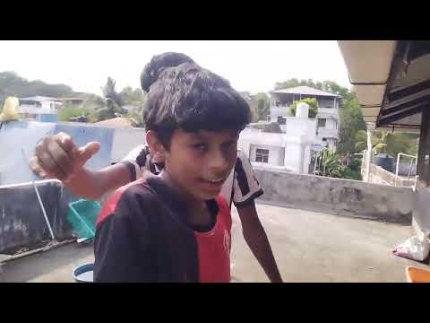 1st time prav parathal #parava #pigeon #prav