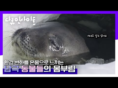 [다큐 인사이트] 전세계 담수의 90%를 차지하는 남극 얼음을 지켜야 하는 이유 | “펭귄과 과학자” (KBS 201015 방송)