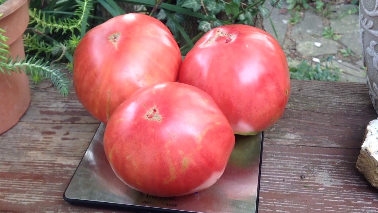 Hoy Tomato Delicious Massive Heirloom Beefsteak!! - YouTube