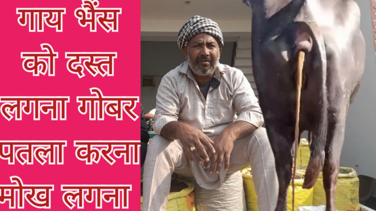 गाय भैंस को दस्त लगना गोबर पतला करना, gay bhains Ko dast lgna, loose ...