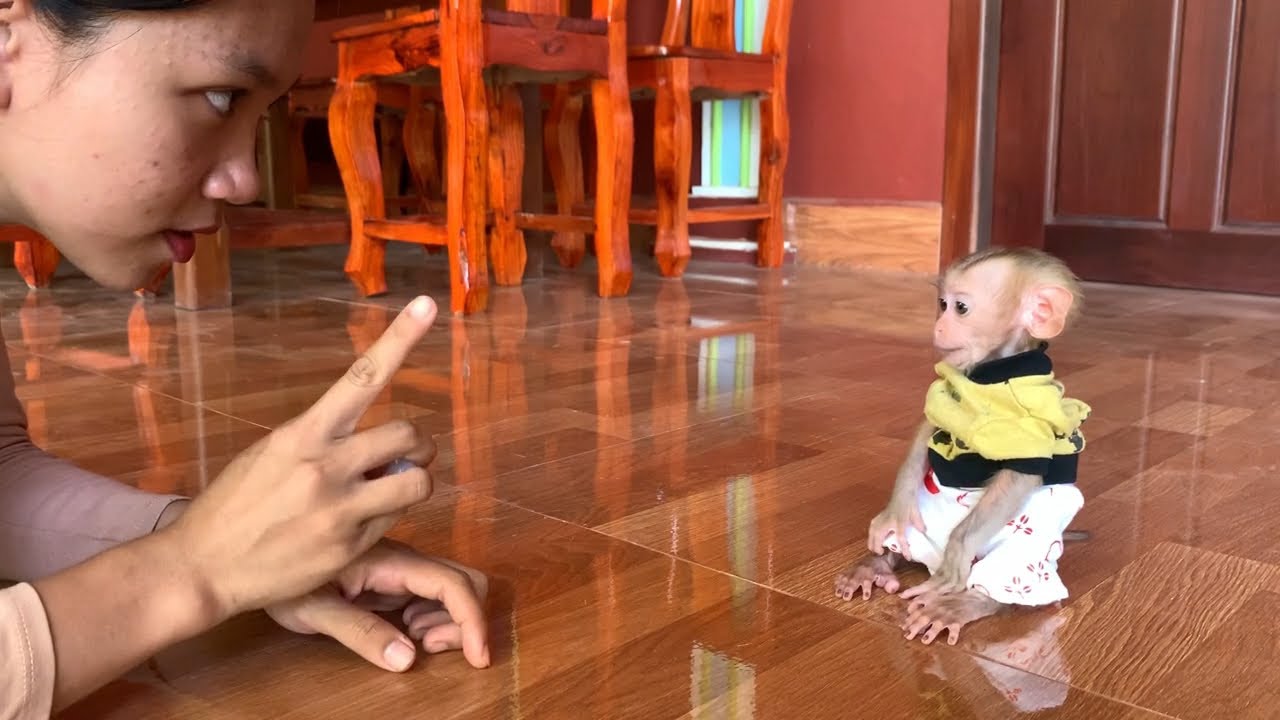 OoH..!! Mom adviceee BB mnkey for sit & waiting on floor - YouTube