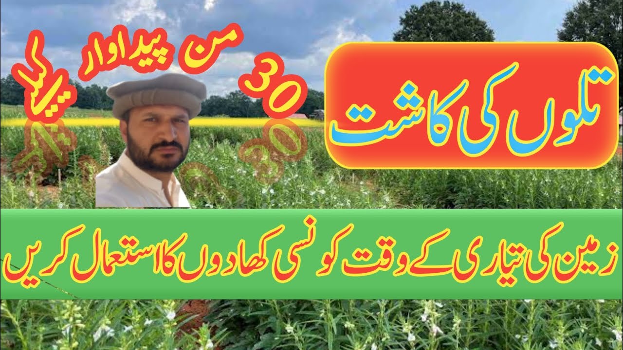 High yield fertilizer plan for sesame crop | zikria agri information ...