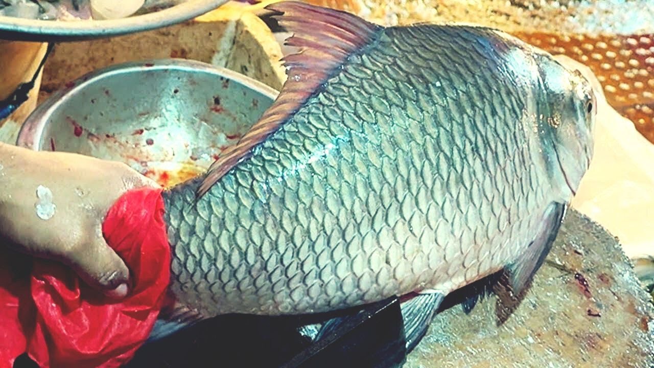 Unbelievable Fish Cutting Speed Expert Handles | TTM Fish Cutting ...