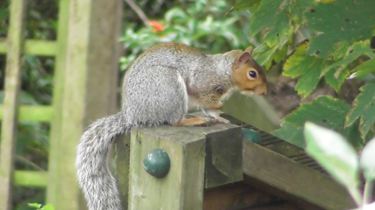 Itchy Squirrel in Cambridge UK 18oct2020 147p - YouTube