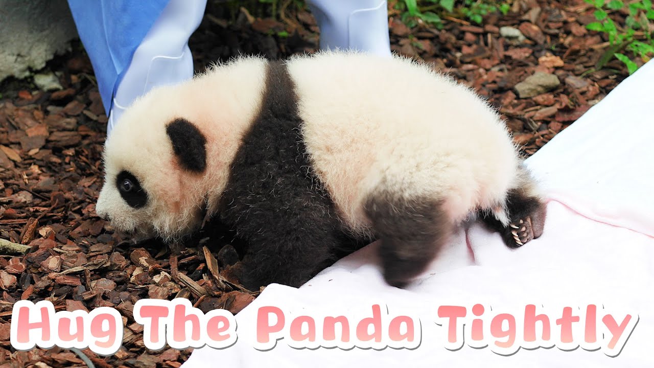I'm Dreaming Of Holding A Panda In My Arms! | iPanda - YouTube
