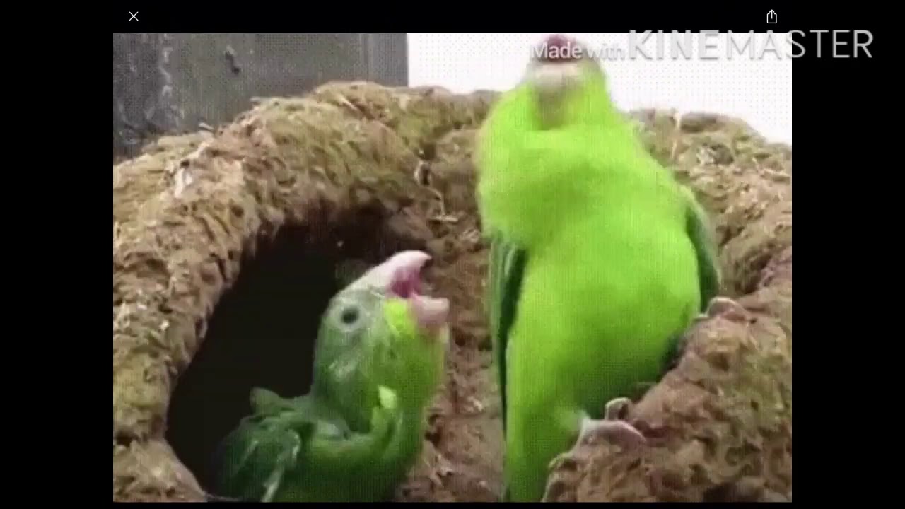 10 Super weird gifs - YouTube