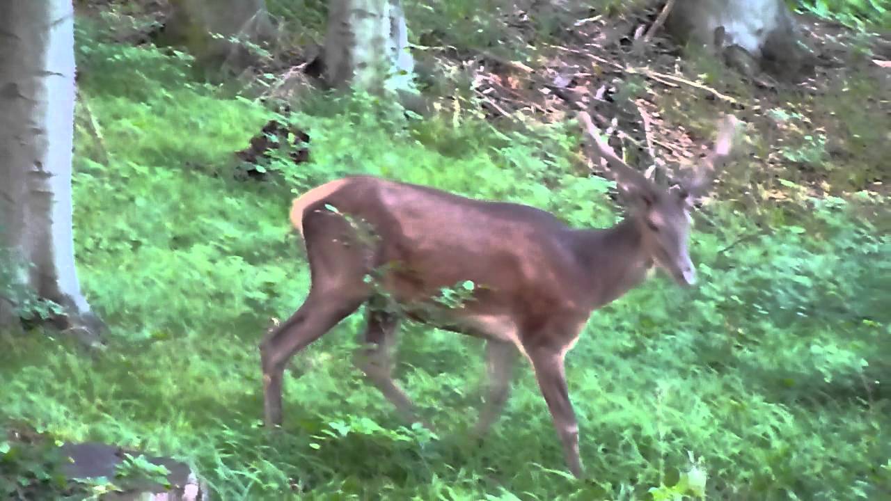 Young deer in free nature, mladý jelen ve volné přírodě - YouTube