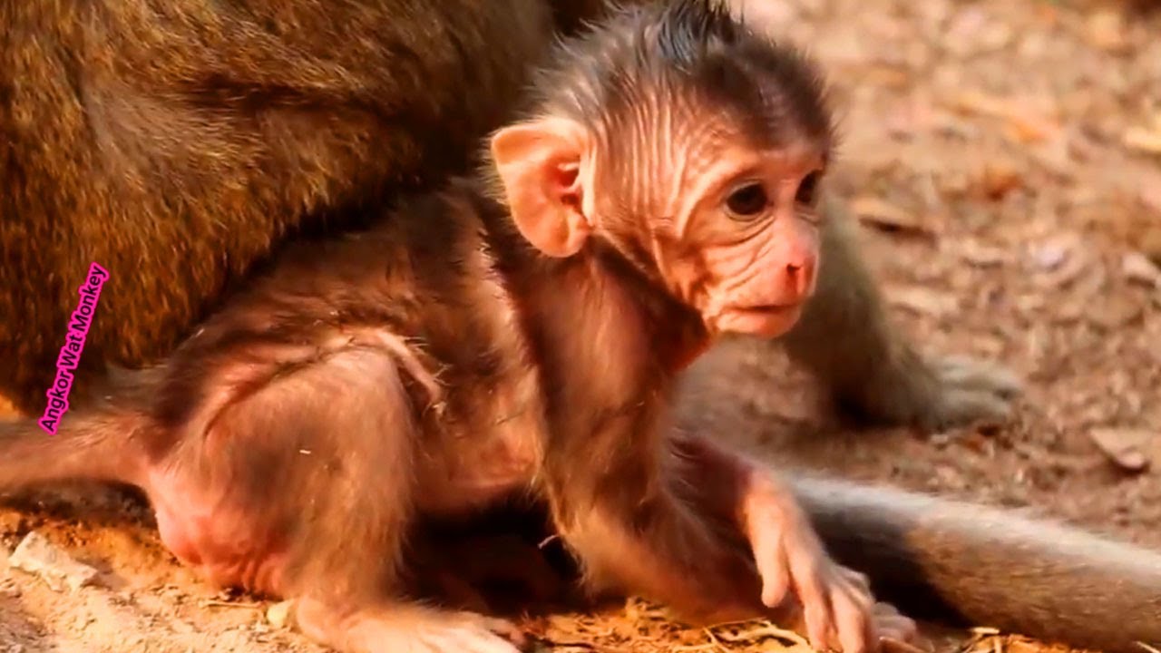 Newborn baby monkey Brittany learn to walking around mom - YouTube