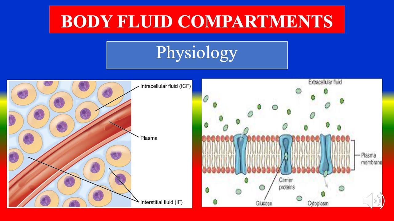 BODY FLUID COMPARTMENTS - Applied physiology for Nursing - YouTube