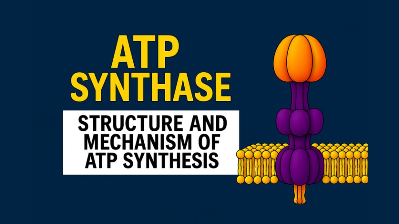 ATP SYNTHASE: Molecular Structure and The Binding-Change Mechanism of ...