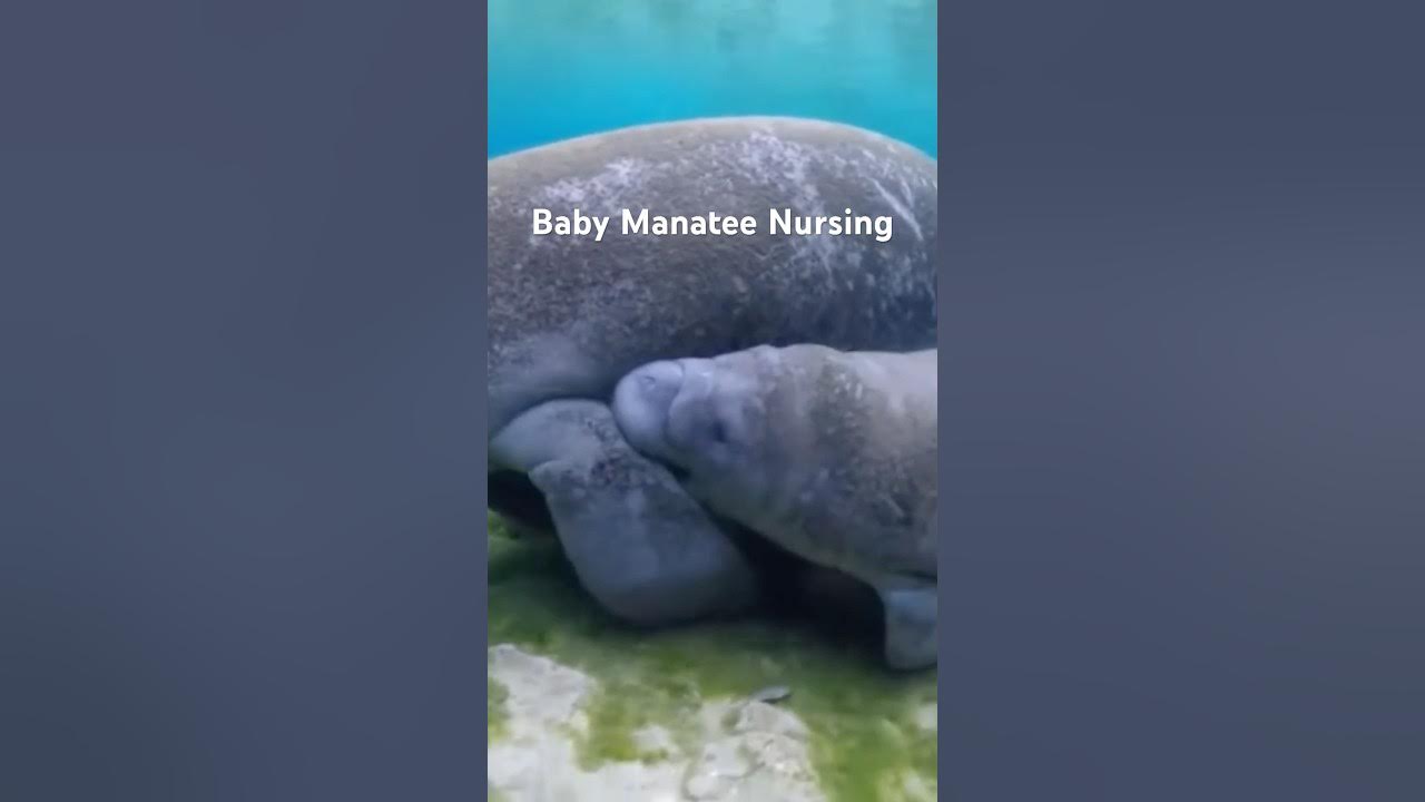 Baby manatees nurse from under their mother’s flippers. This helps mama keep the little one safe ...