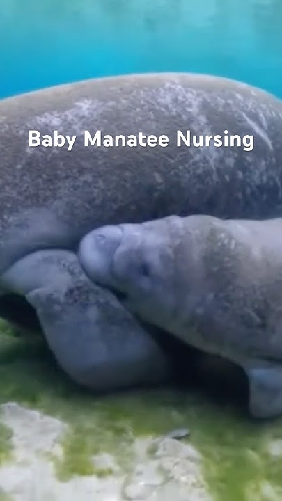 Baby manatees nurse from under their mother’s flippers. This helps mama keep the little one safe ...