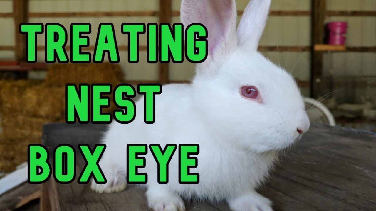 Treating Sick Rabbit Babies: Nest Box Eye in Kits - YouTube