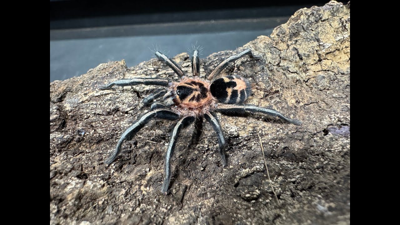 Cyriocosmus leetzi, Colombian Dwarf Tiger rehouse and care - YouTube