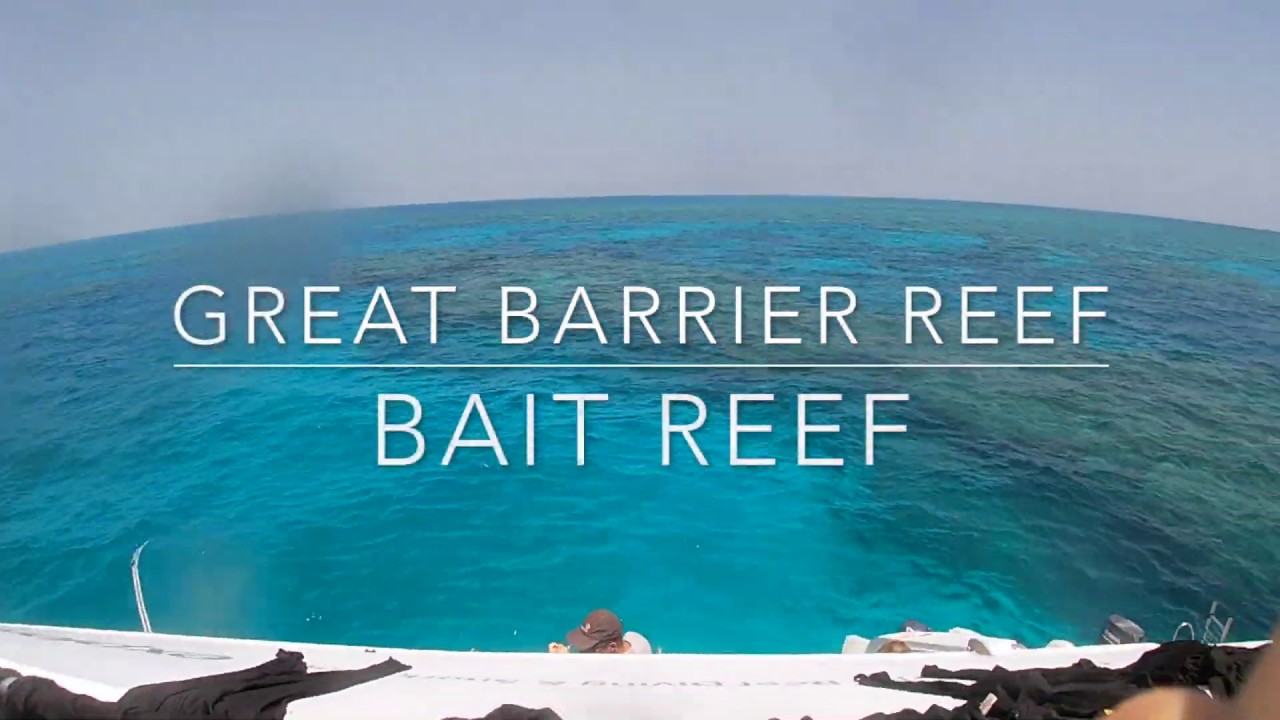 Great Barrier Reef - Bait Reef Snorkelling 13th November 2019 - YouTube