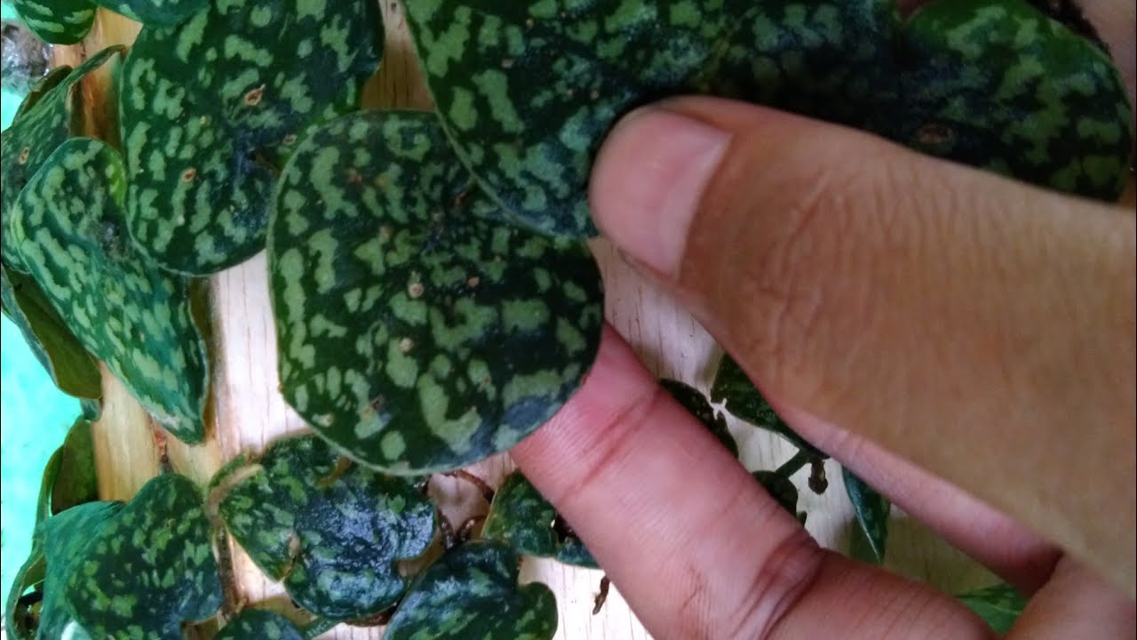 Scindapsus haask sp borneo | Scindapsus husk sp borneo WangsaFarm - YouTube