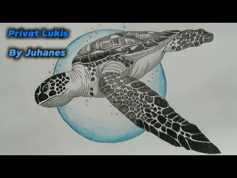Menggambar Penyu / How to draw a Turtle for the beginning 1017 (Privat ...