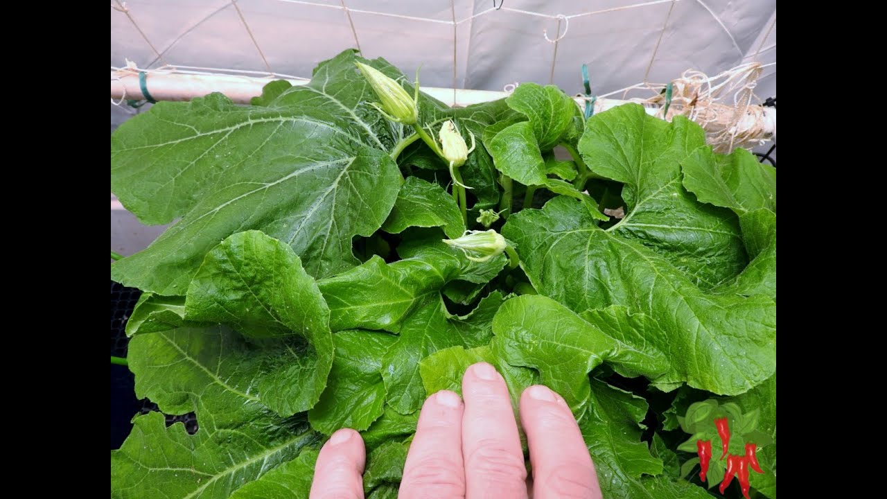 How To Grow Table Queen Squash From Seed To Harvest Day 30 Flowering ...