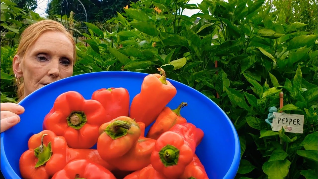 MY BOWL RUNNETH OVER / BIG SWEET PEPPER HAUL 🌶 - YouTube
