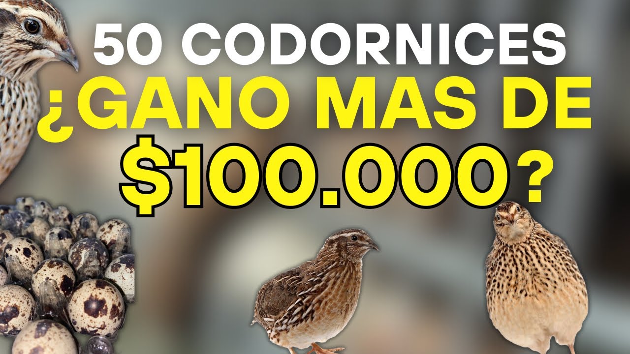 ¿Cuánto gano con 50 codornices? (te sorprenderá) - YouTube