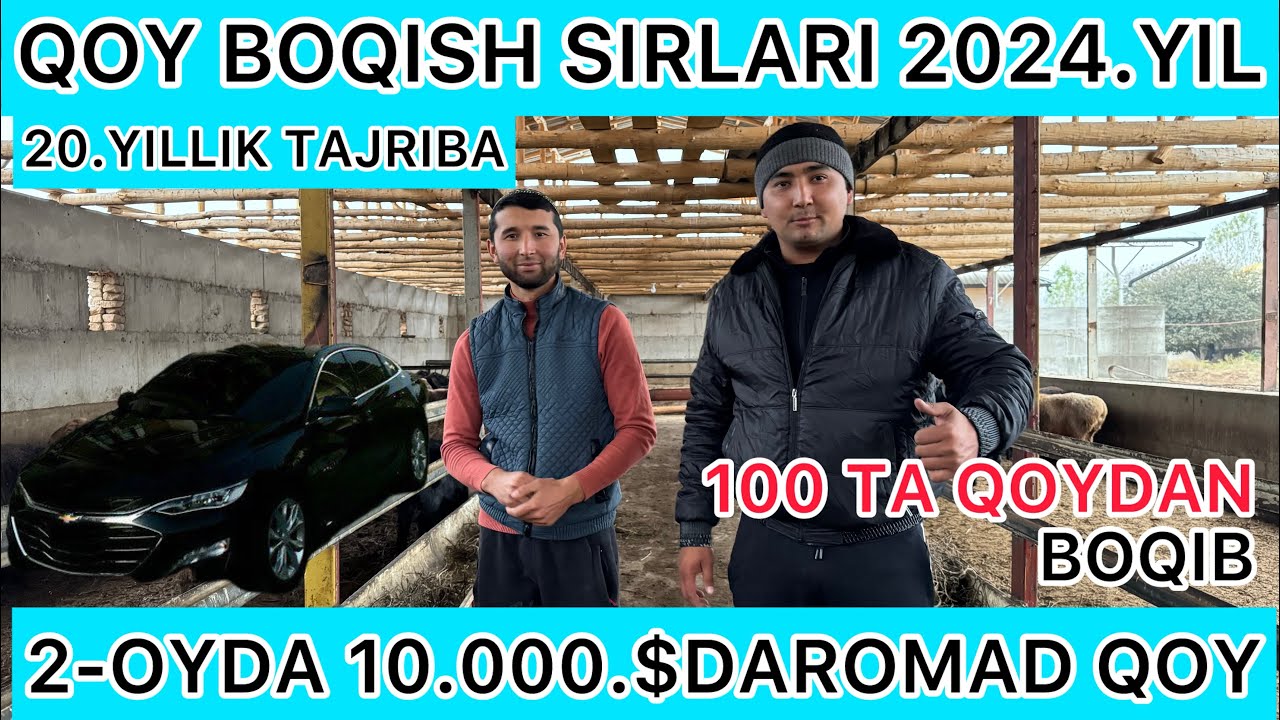 20.YILLIK TAJRIBA QOY BOQISH SIRLARI 4-OYDA SEMIRTIRISH SIRLARI OBUNA ...