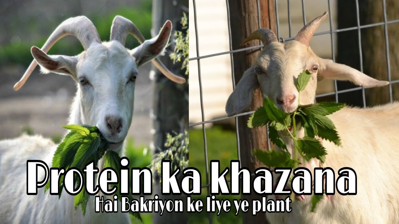 Mulberry Is the Best Green fodder for Goats #mulberrytree - YouTube