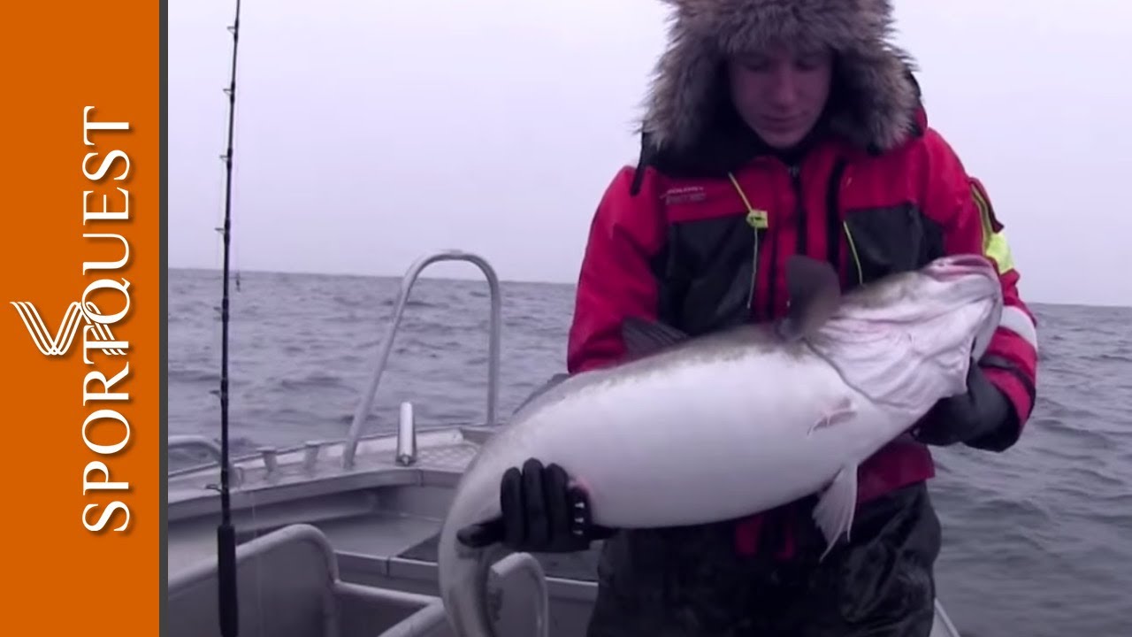 World Record Skrei Cod Fishing Soroya Norway 🎣 - YouTube