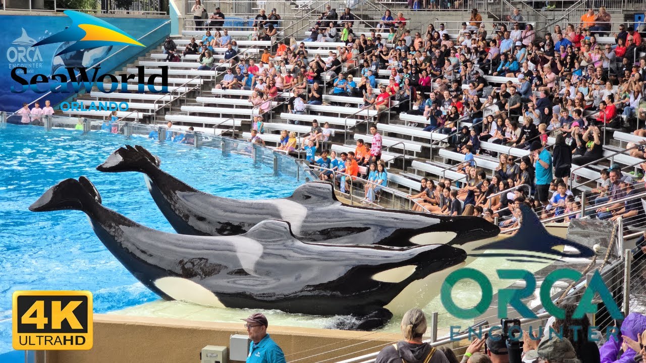 Orca Encounter Show SeaWorld Orlando 2024 in 4K 🐋🌊 - YouTube