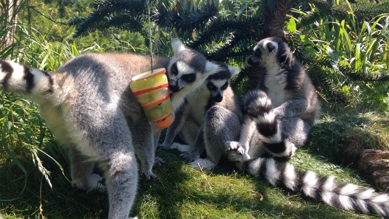 Animals Cool Off With Ice Poles - YouTube