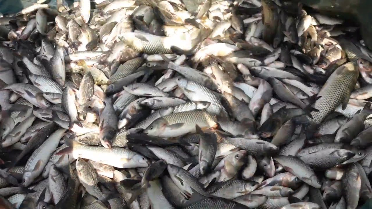 Boat Fishing Par-2 | Catching Fish - YouTube