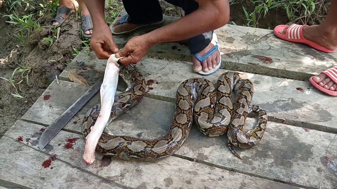 CARA MEMBUKA KUliT ULAR PiTON - YouTube