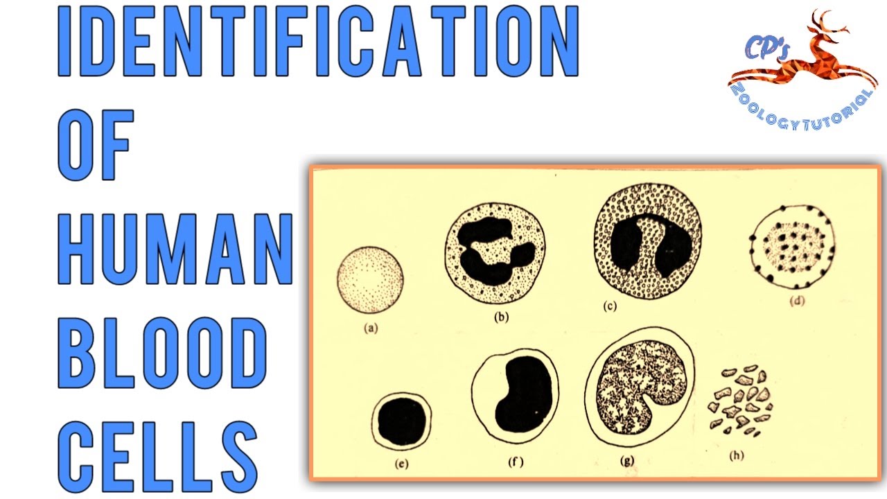 lecture 1: human blood cells identification practical - YouTube
